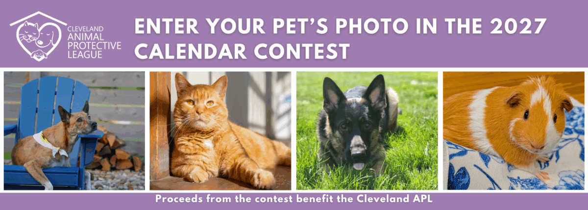 Enter Your Pet(s) in the 2027 Calendar Contest | Cleveland Animal ...