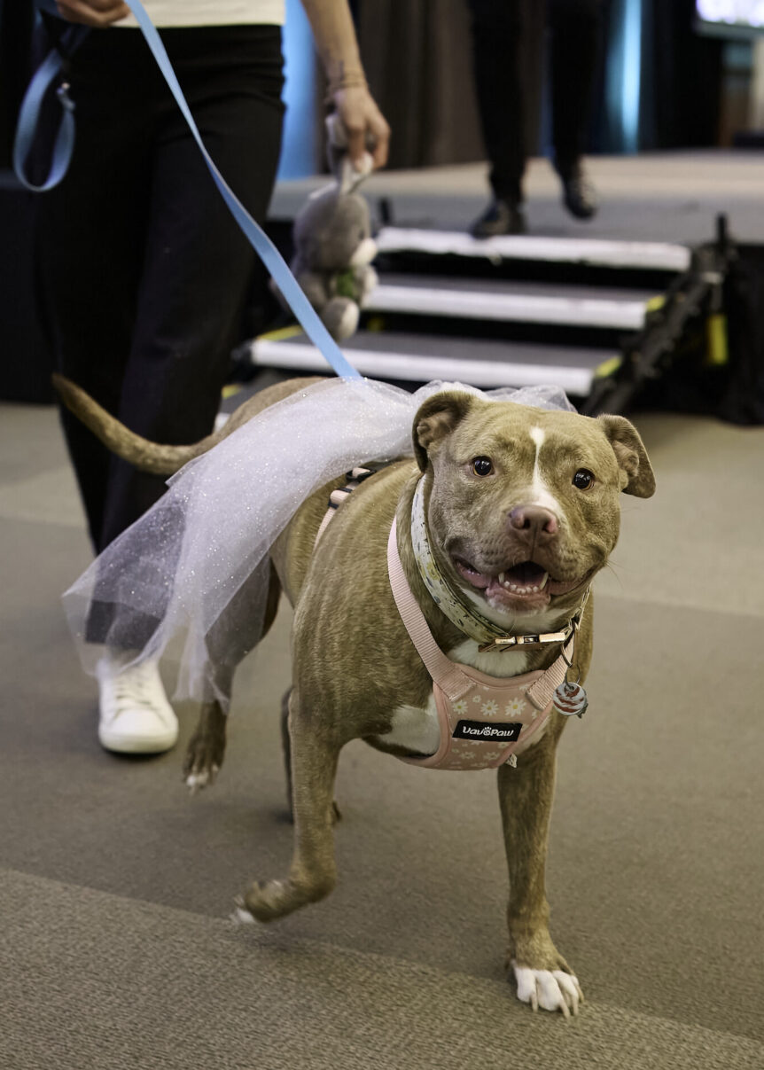 Events from November 17 – November 7, 2026 › APL Signature Event › | Cleveland Animal Protective ...